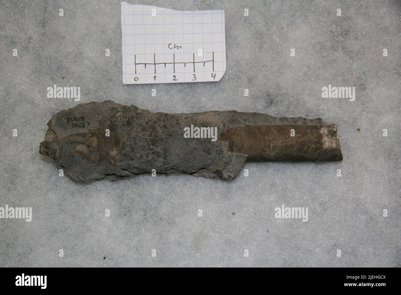 Vaginoceras piscator animalia hi-res stock photography and images - Alamy