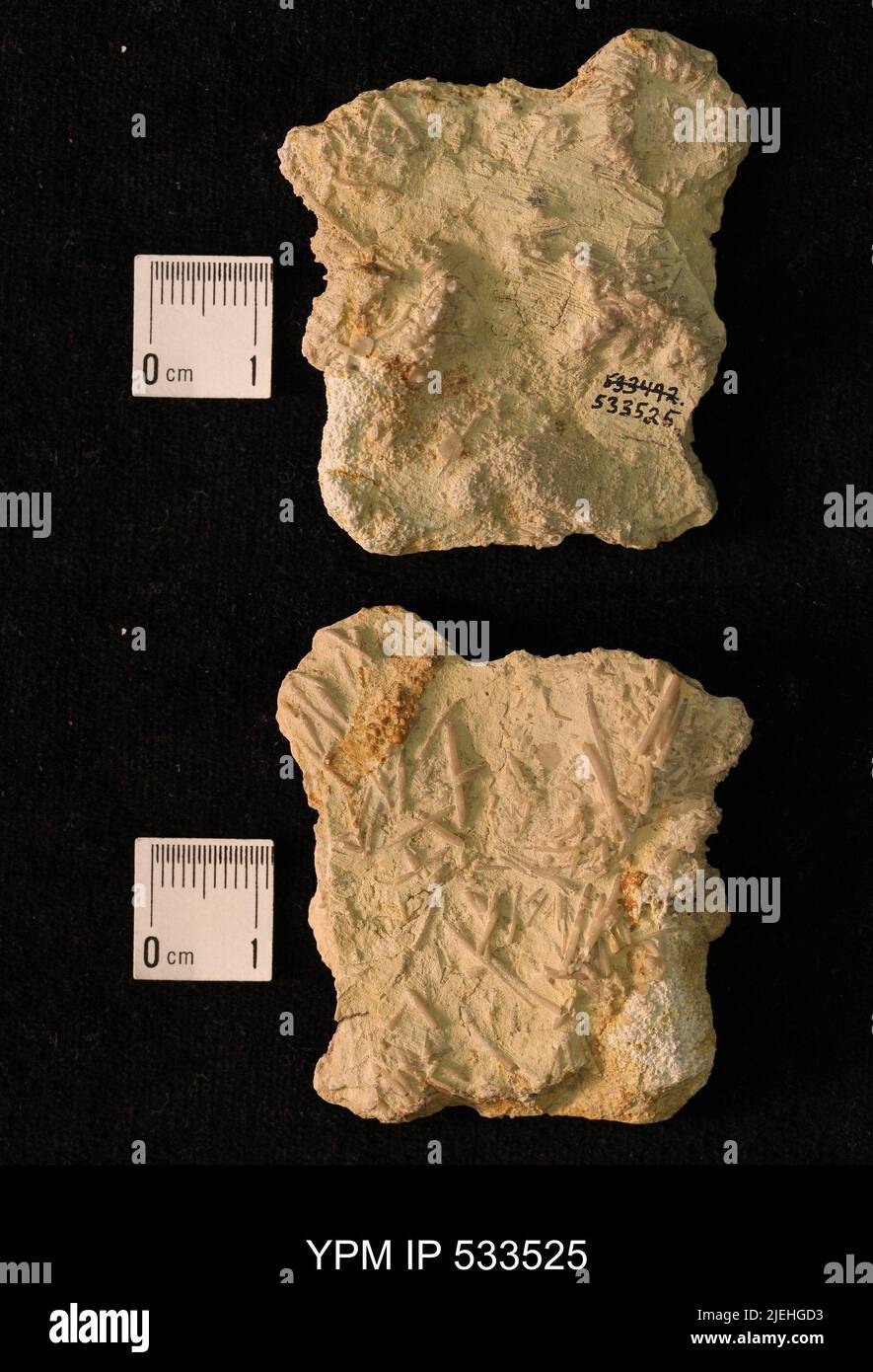 1958 animalia hi-res stock photography and images - Alamy