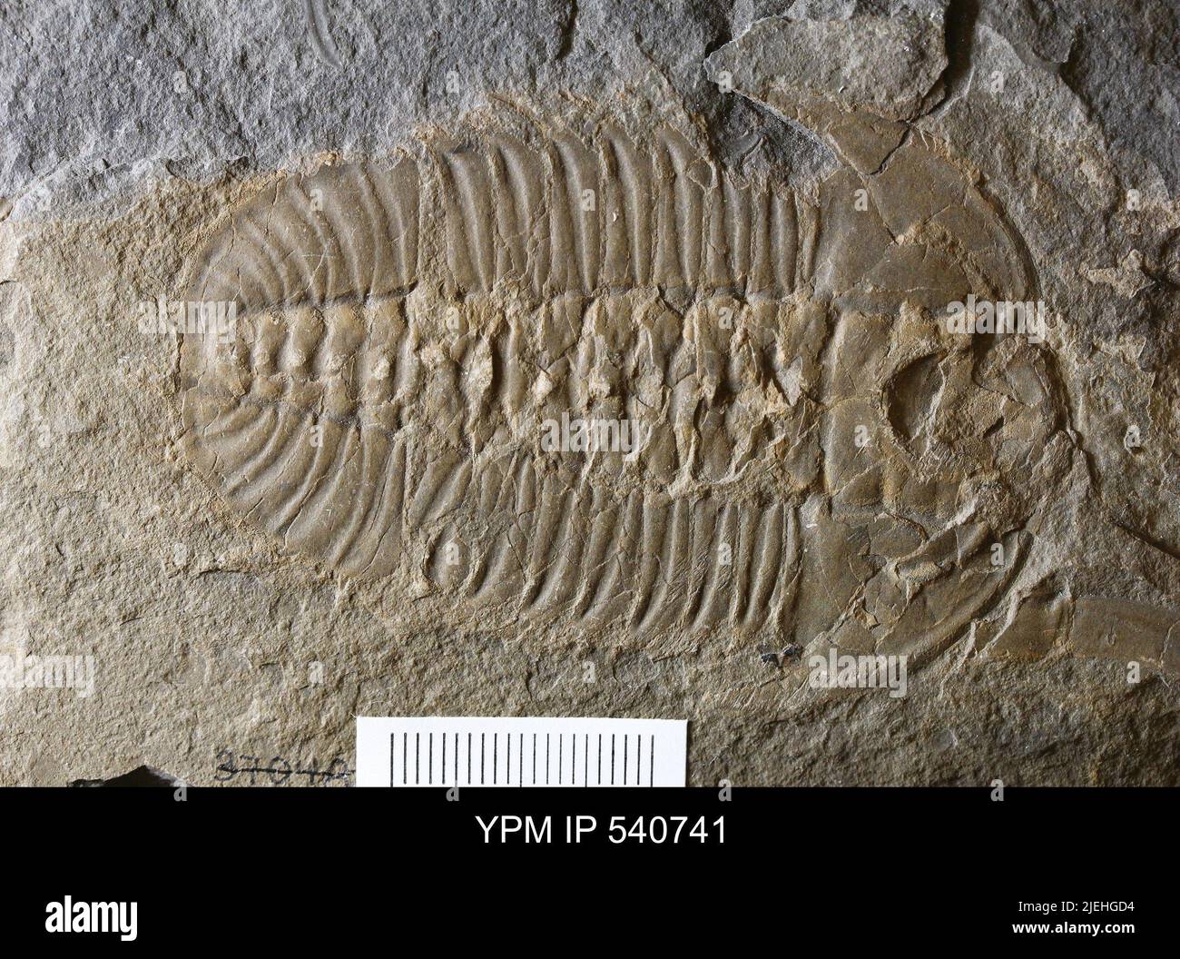 Olenoides serratus (Rominger Stock Photo - Alamy