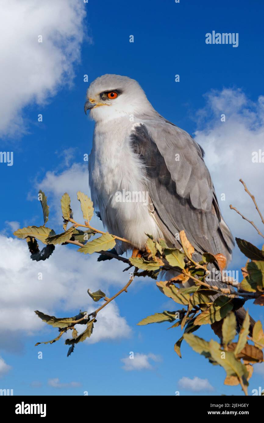 Gleitaar, (Elanus caeruleus), Élanion blanc, Elanio Común Stock Photo ...
