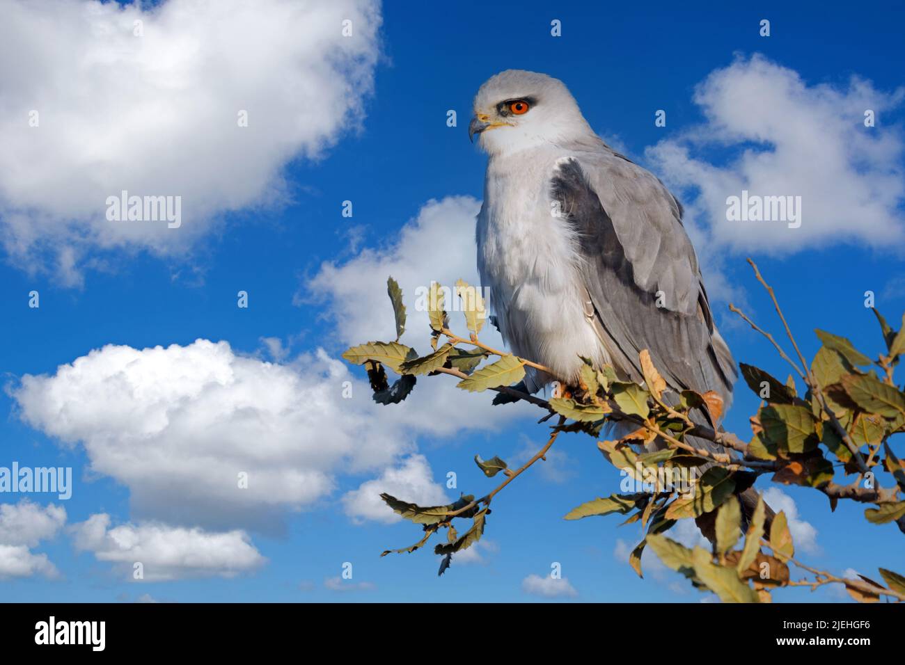 Gleitaar, (Elanus caeruleus), Élanion blanc, Elanio Común Stock Photo ...