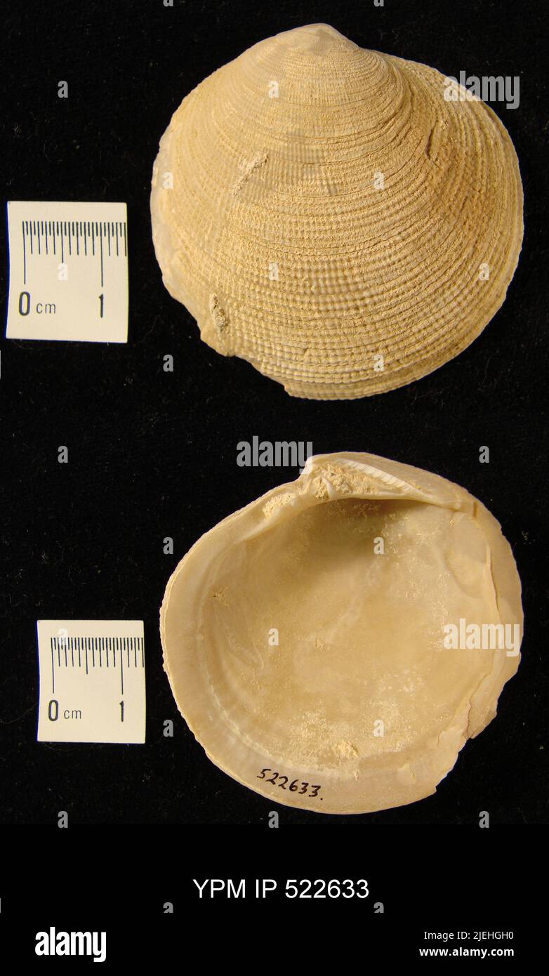 Codakia hi-res stock photography and images - Alamy