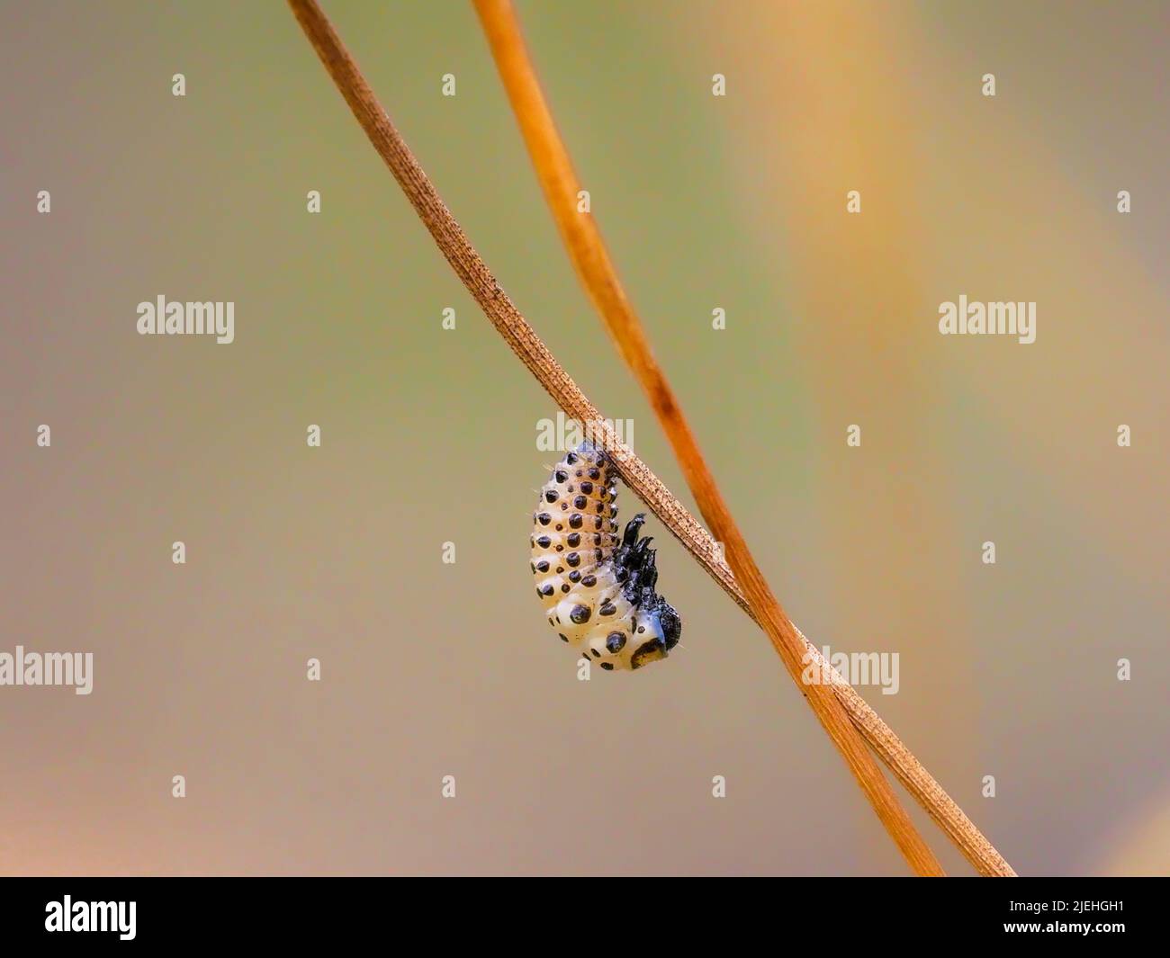 Pupa of white butterfly with blur background in nature Stock Photo - Alamy