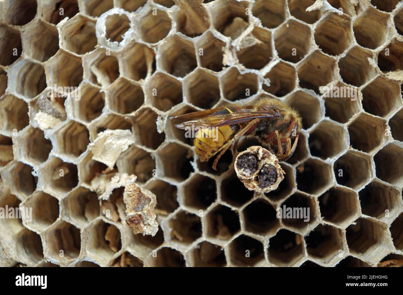 Honeycomb nest hi-res stock photography and images - Alamy