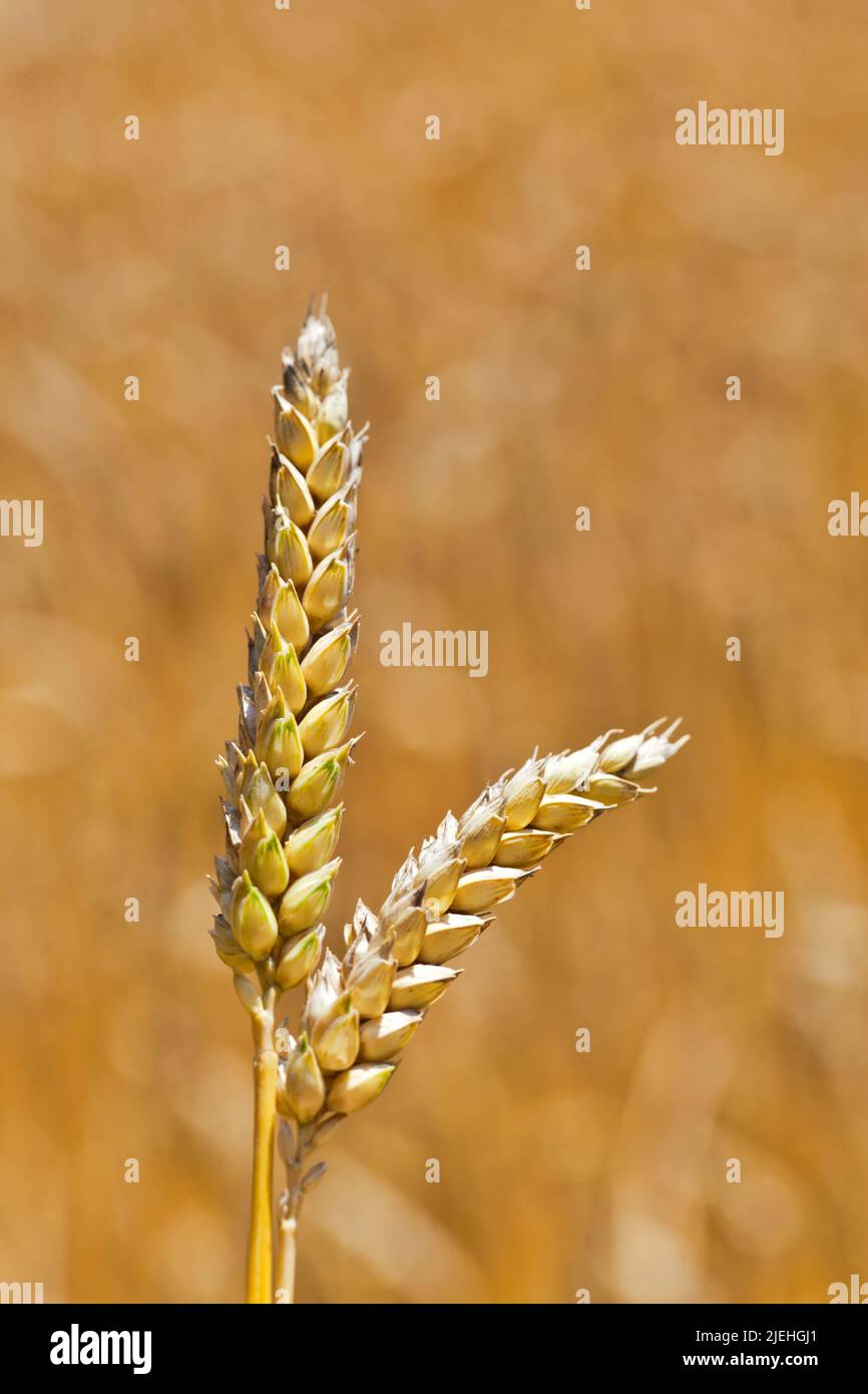 Ahren von weizen auf einem getreidefeld eines im sommer hi-res stock photography and images - Alamy