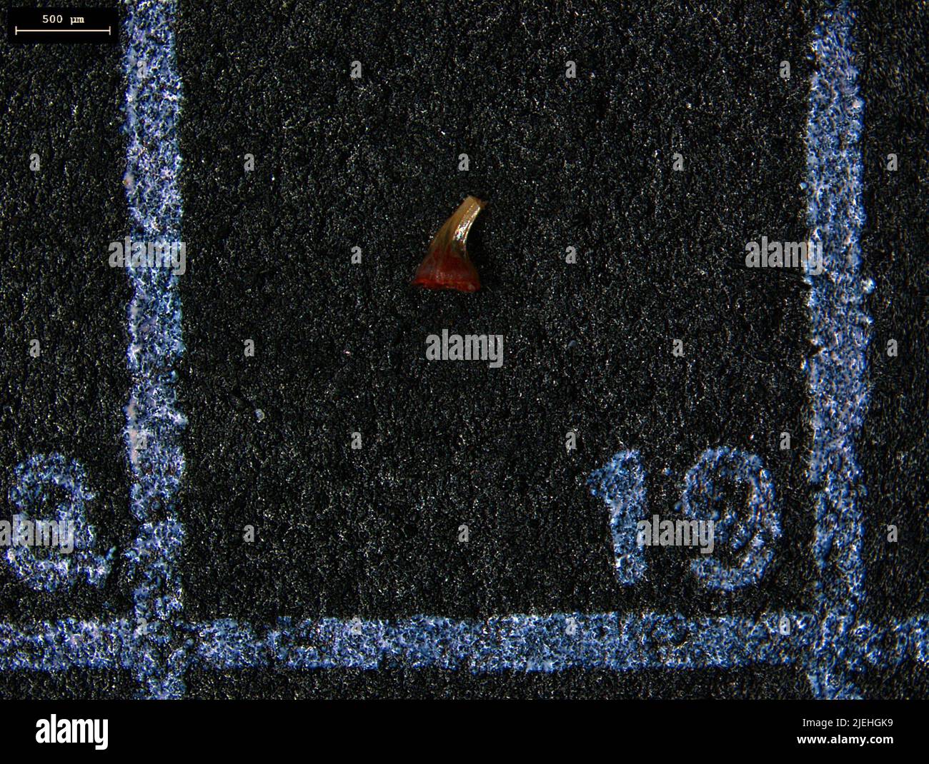 Conodonta conodonts hi-res stock photography and images - Alamy