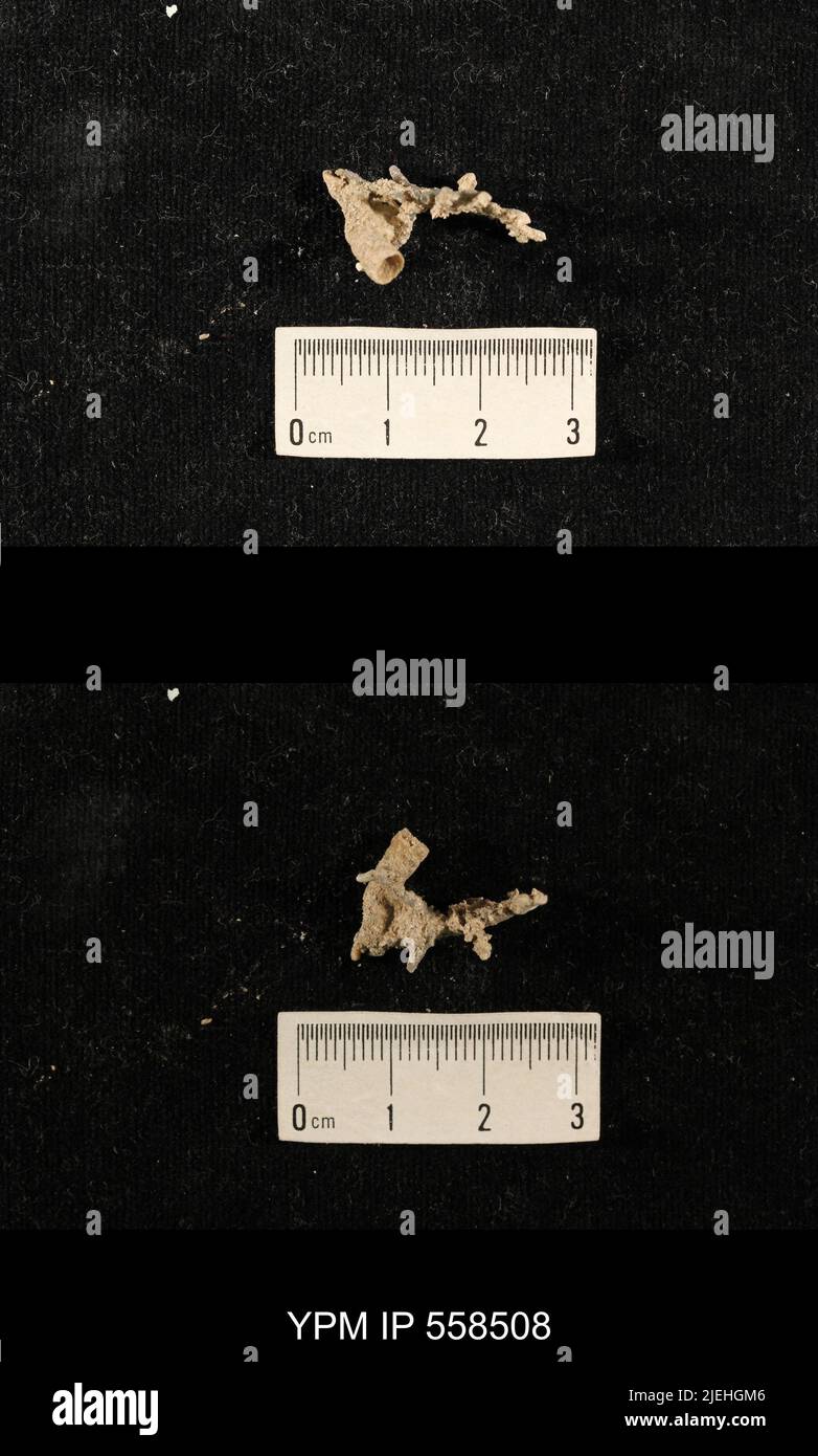 Cladochonus hi-res stock photography and images - Alamy