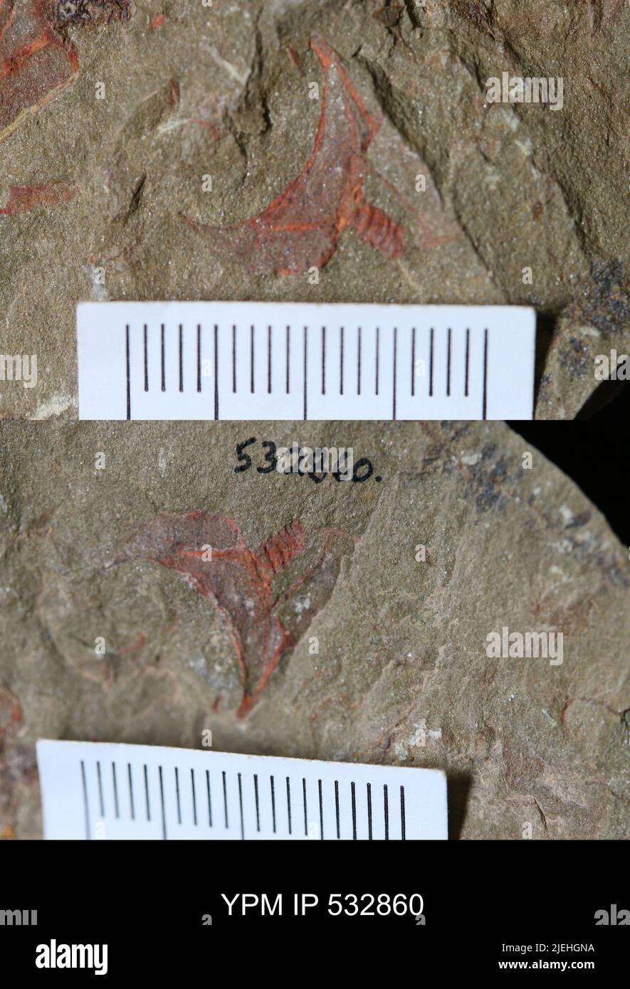 Cothurnocystis hi-res stock photography and images - Alamy