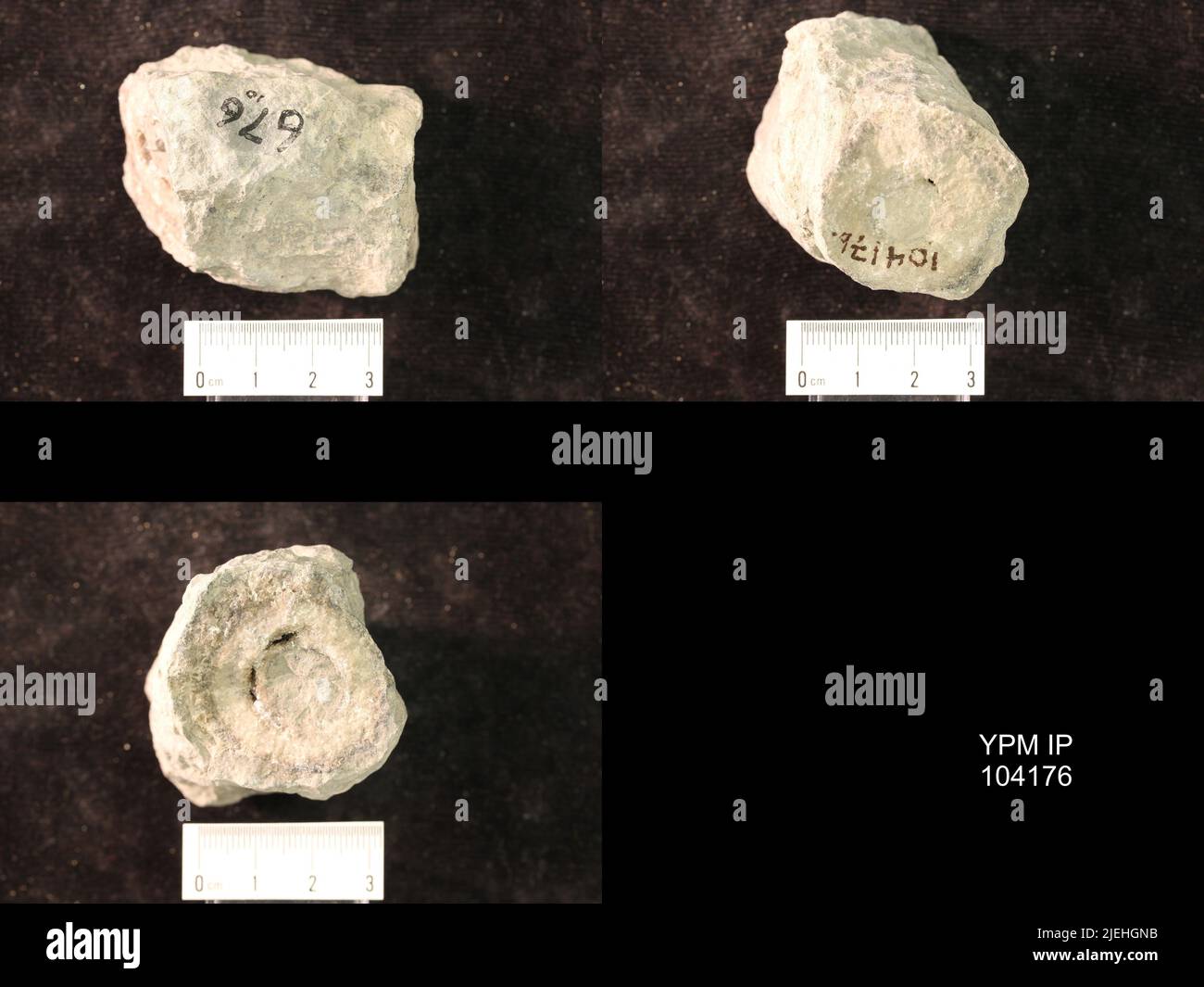 Beatricia undulata animalia hi-res stock photography and images - Alamy