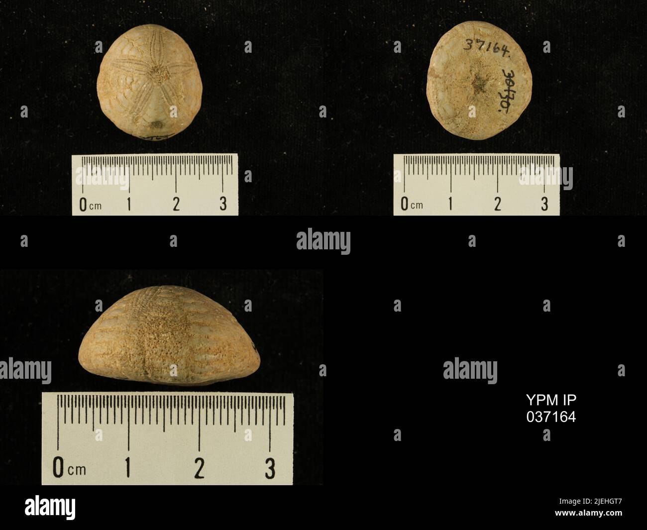 Cassidulus sp. HYPOTYPE Stock Photo - Alamy