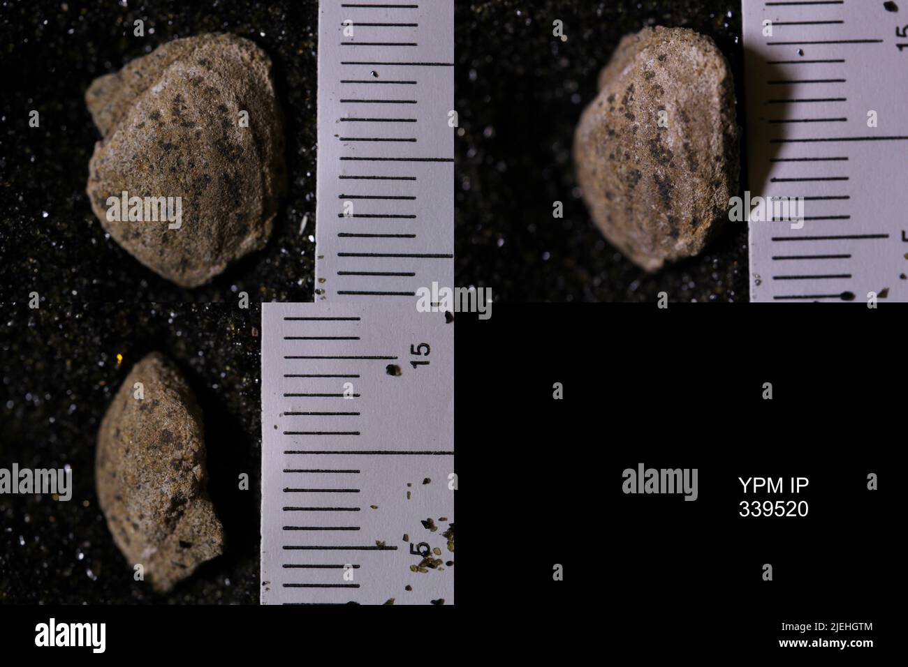 Corbula hi-res stock photography and images - Alamy