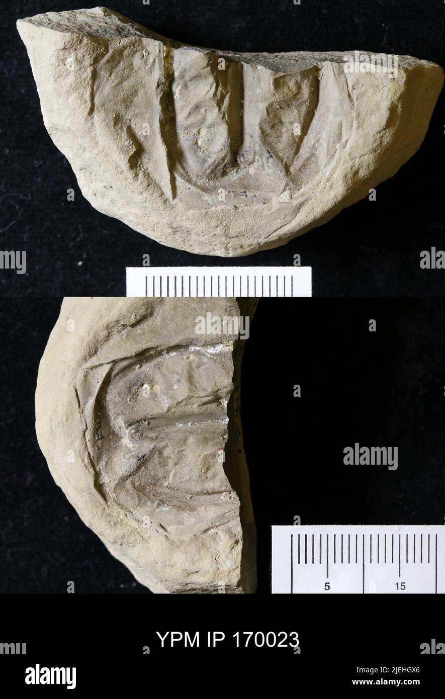 Cephalothorax structure hi-res stock photography and images - Alamy