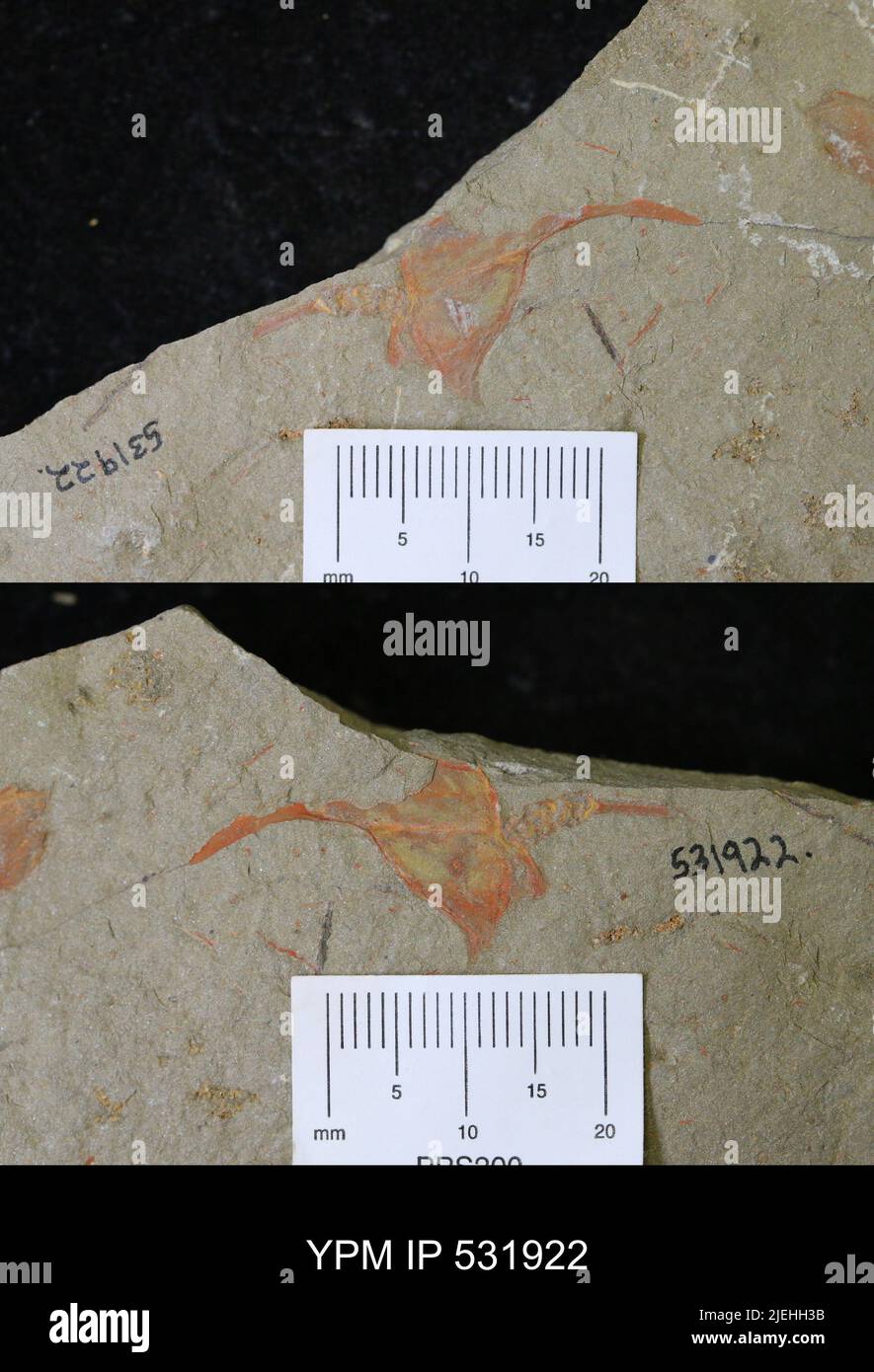 Cothurnocystis sp animalia hi-res stock photography and images - Alamy