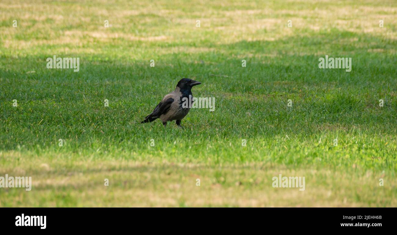 Grey crow walking on green hi-res stock photography and images - Alamy
