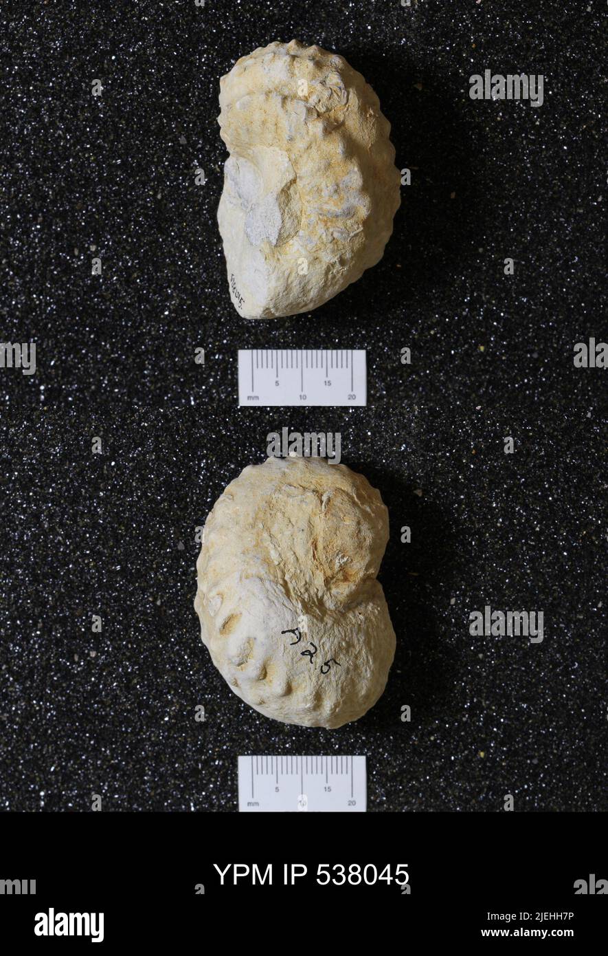 Mariella wintonia bosquensis adkins hi-res stock photography and images ...