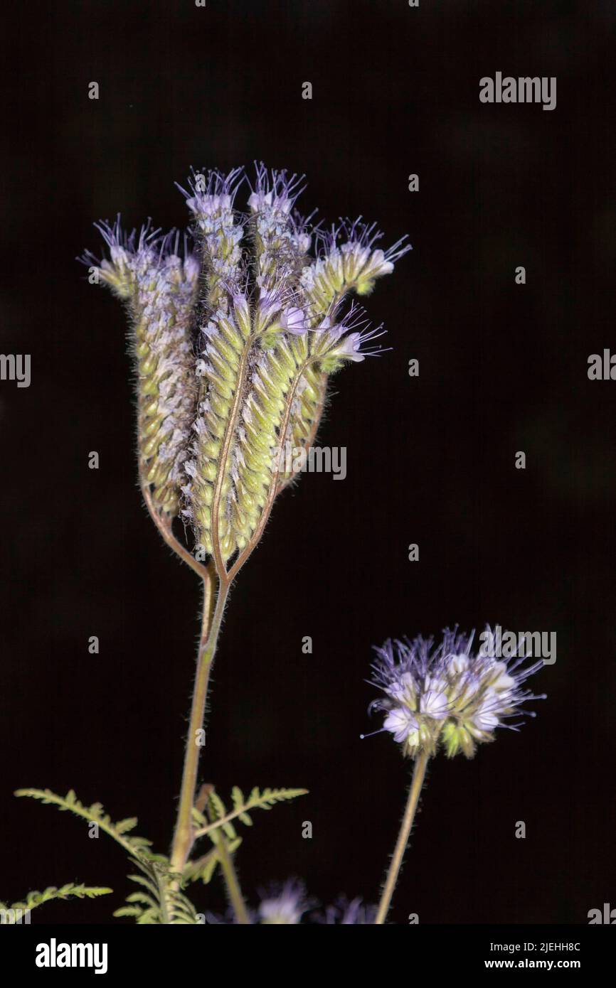 Phacelia tanacetifolia, lacy phacelia, blue tansy or purple tansy Stock ...