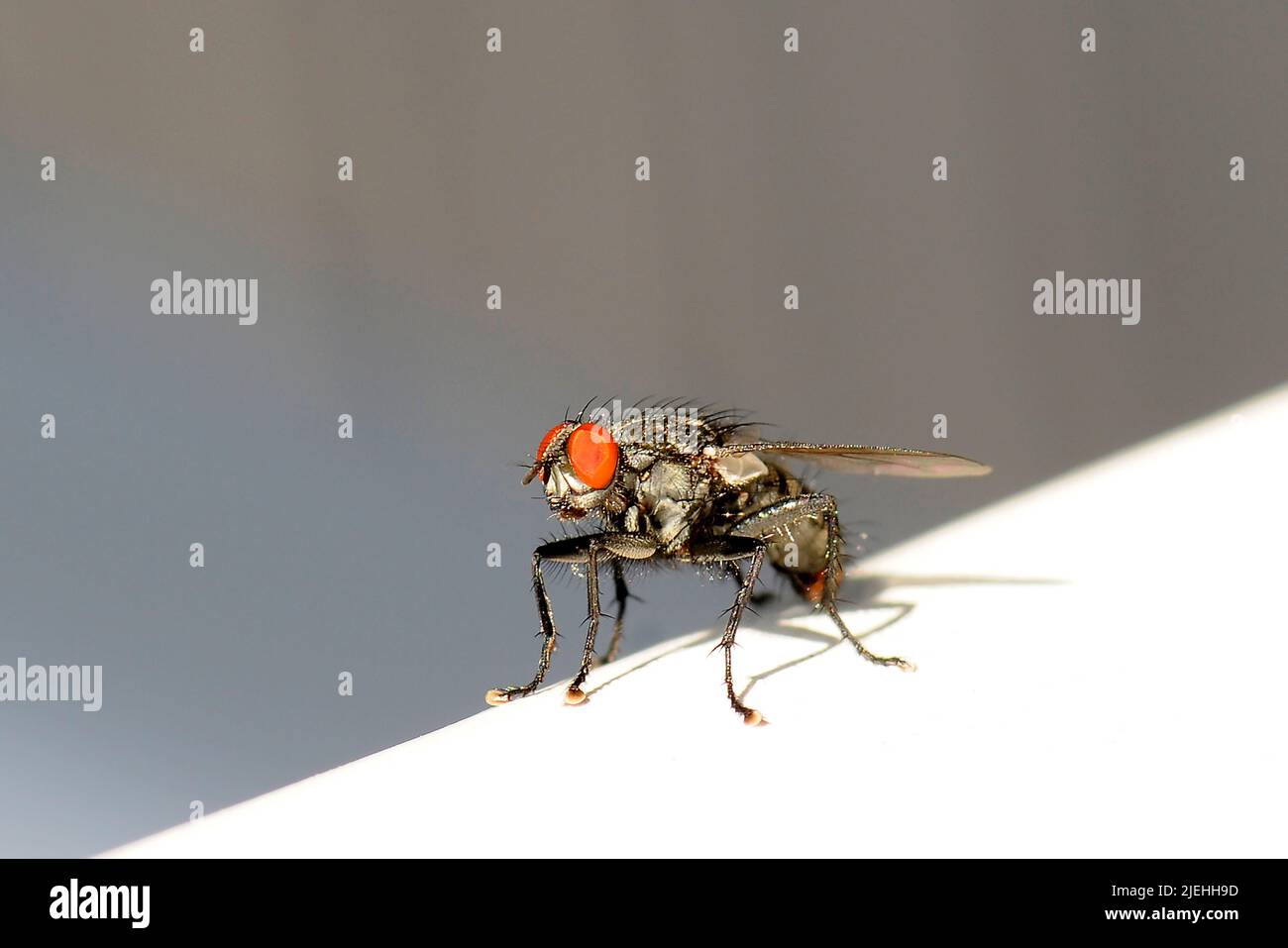 Gemeine Stubenfliege (Musca domestica Stock Photo - Alamy