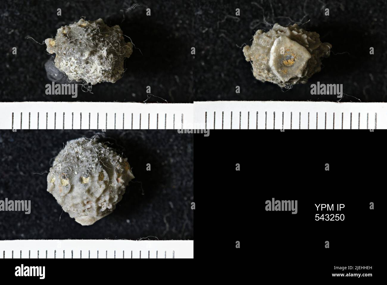 Gennaeocrinus variabilis Kesling & Smith, 1962 Stock Photo - Alamy