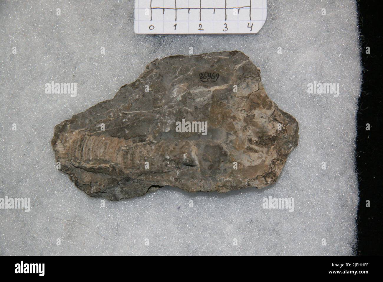 Protocycloceras lamarcki animalia hi-res stock photography and images ...