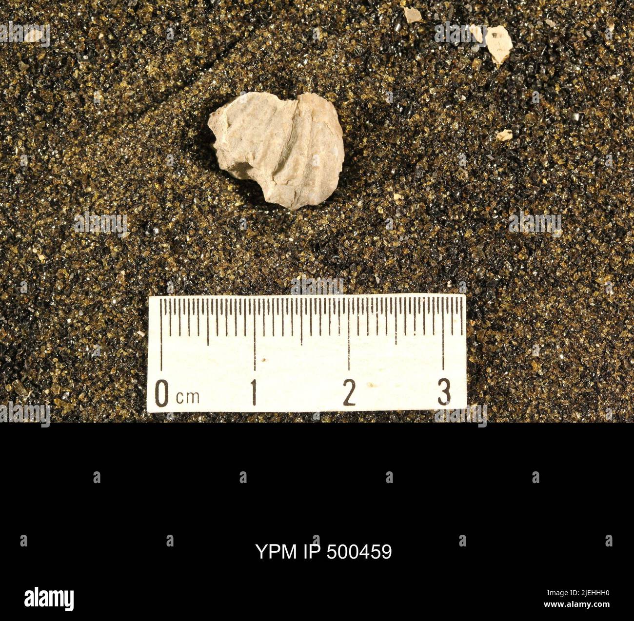 Enteletes plummeri king animalia hi-res stock photography and images ...