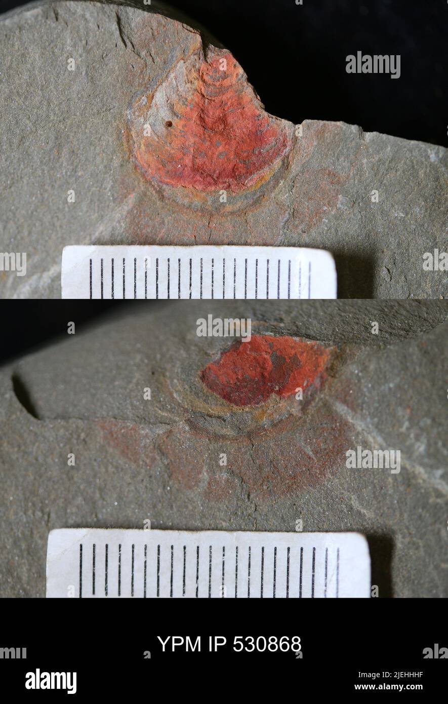 Undet xiphosurida hi-res stock photography and images - Alamy