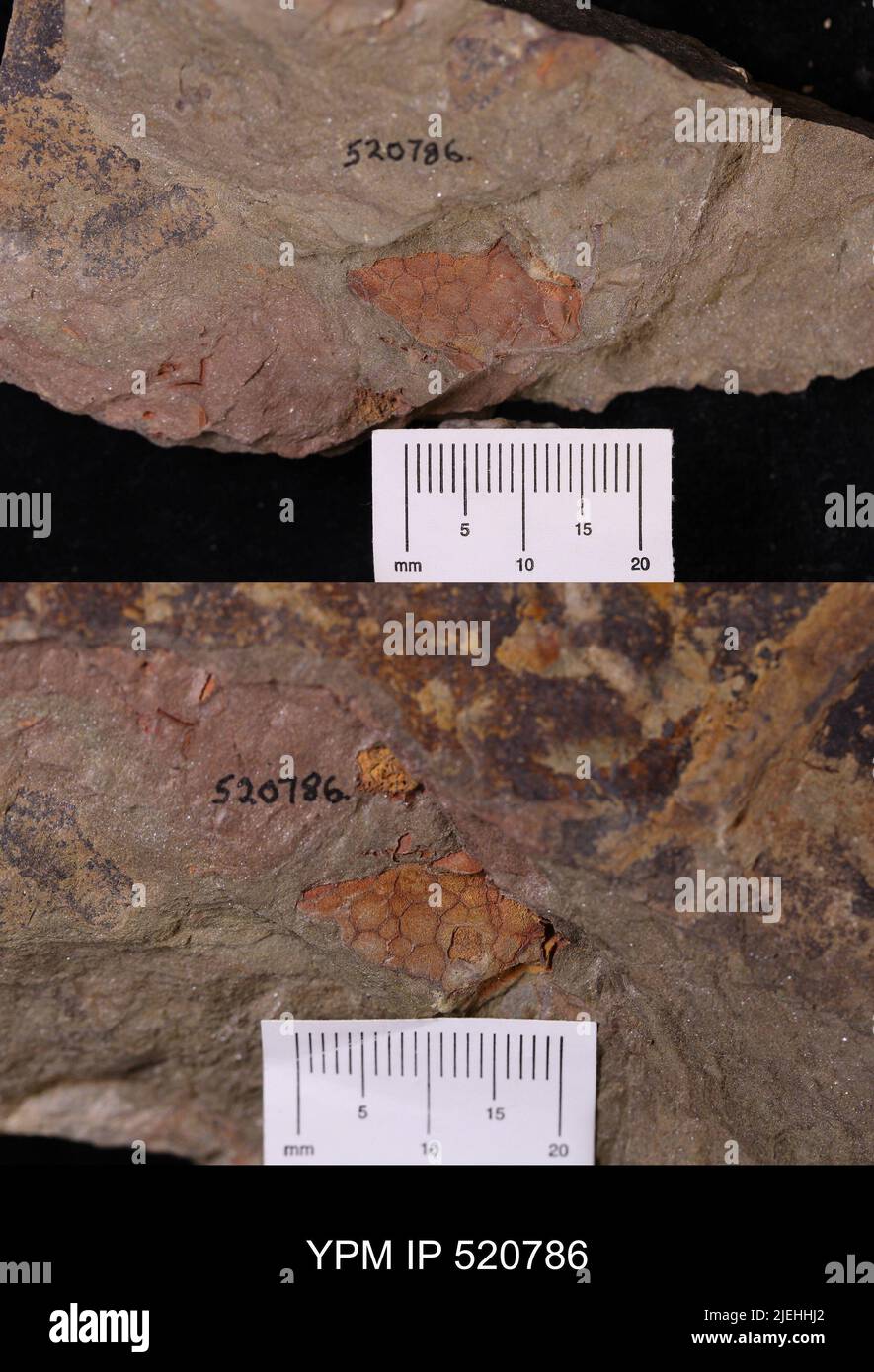 Eocrinoidea hi-res stock photography and images - Alamy