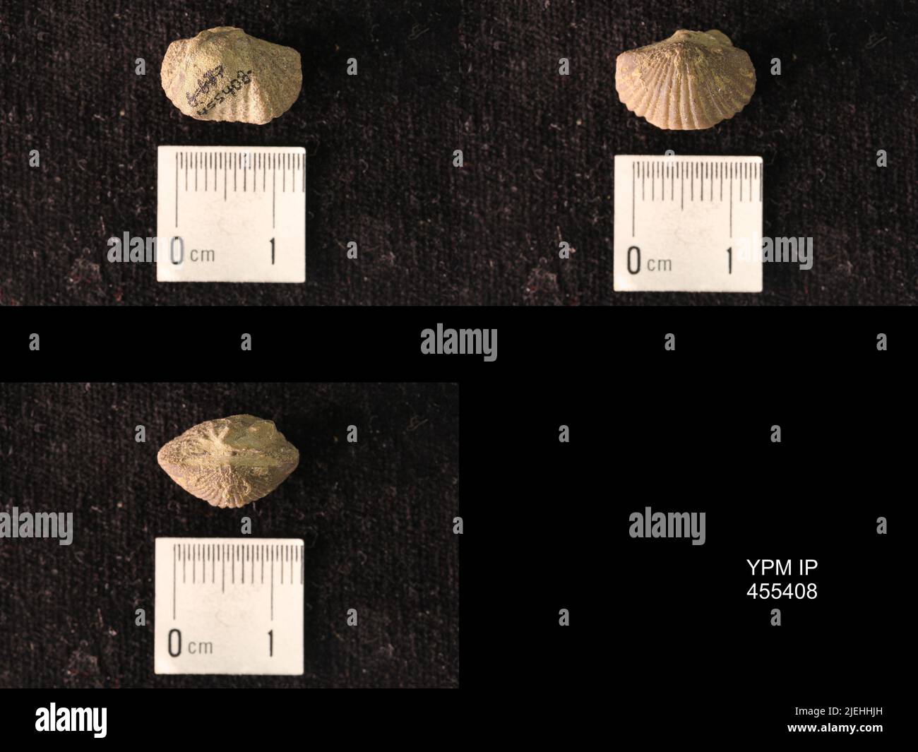 Platystrophia morrowensis (James Stock Photo - Alamy