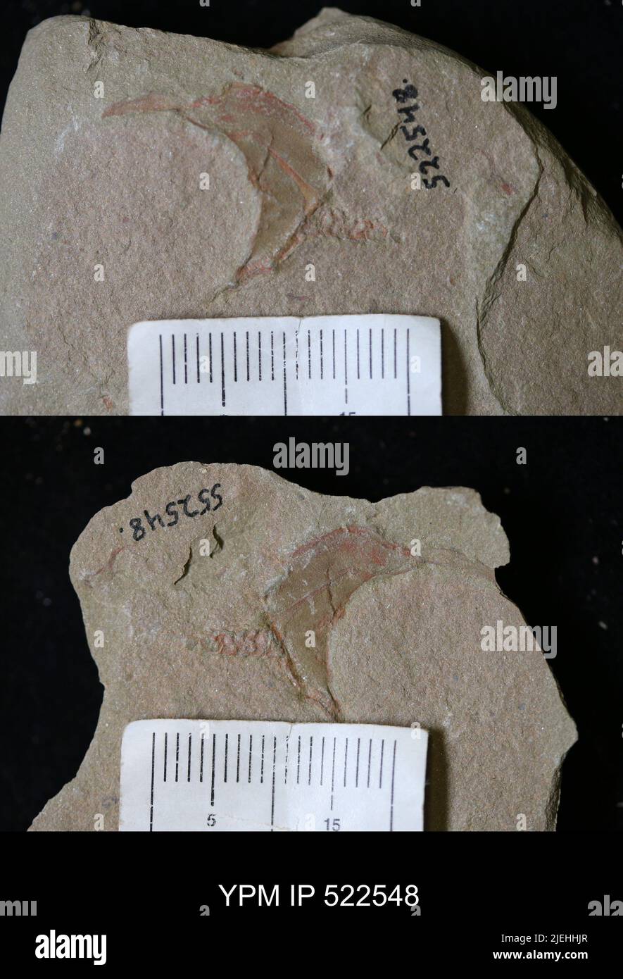 Cothurnocystis sp animalia hi-res stock photography and images - Alamy