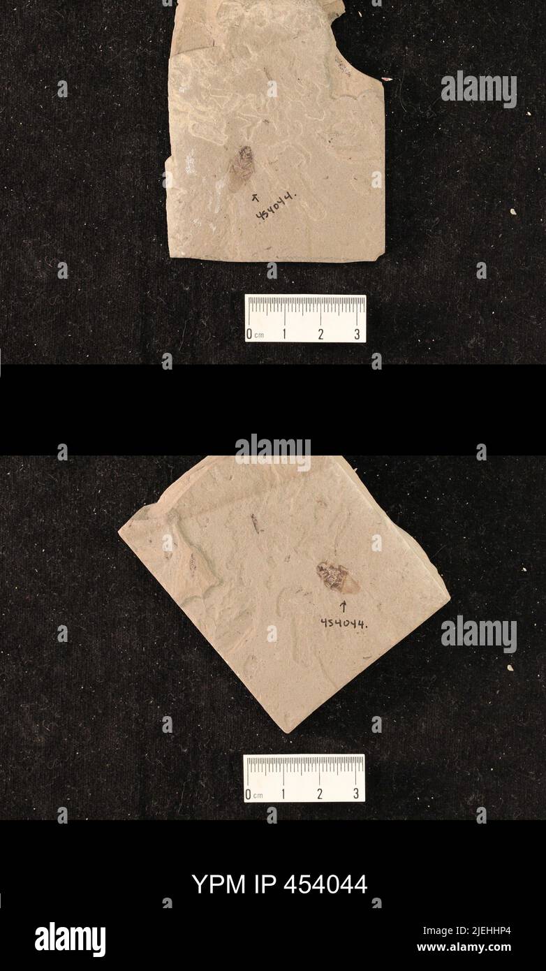 Order blattaria hi-res stock photography and images - Alamy