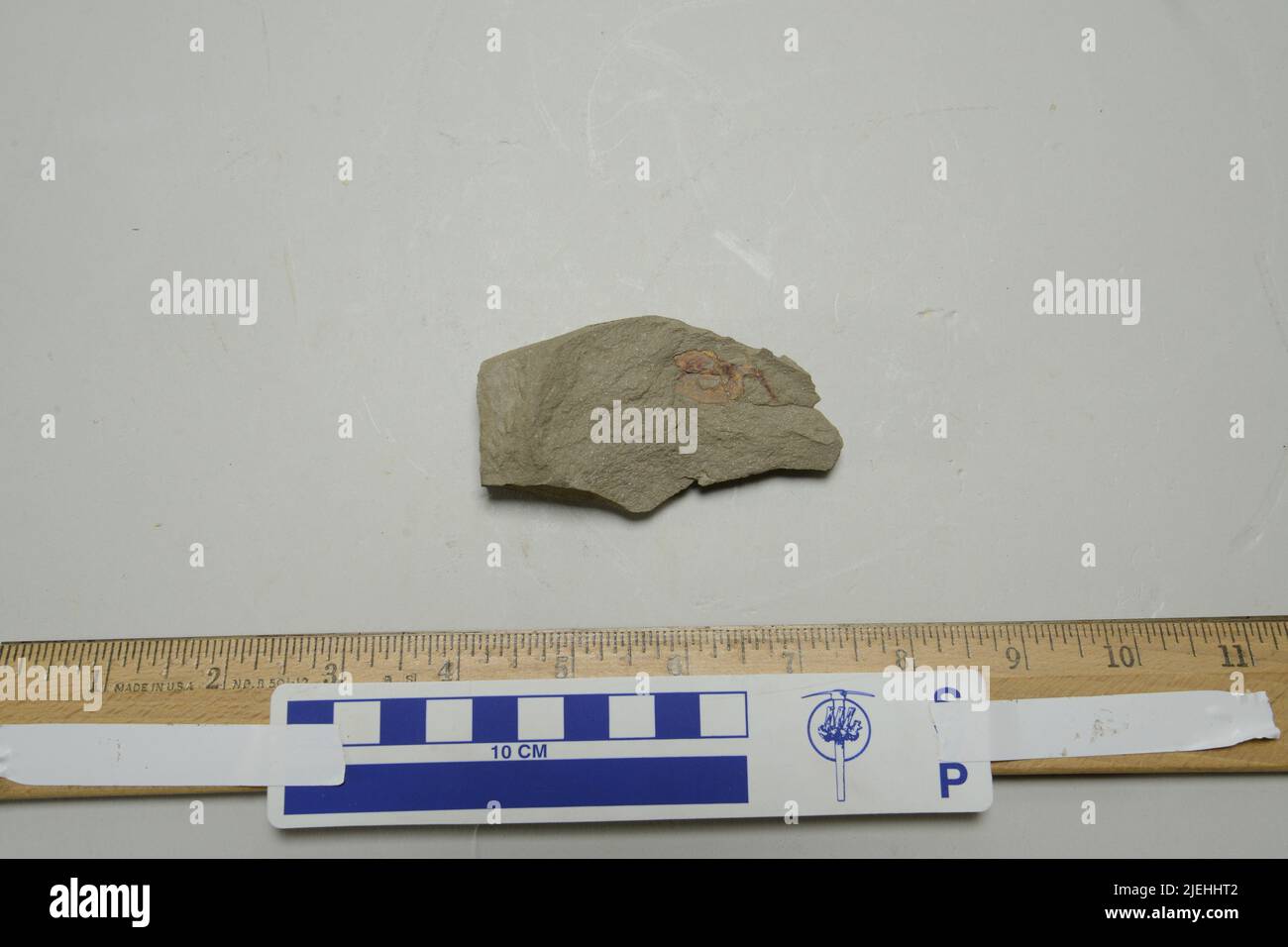 Homalozoa hi-res stock photography and images - Alamy