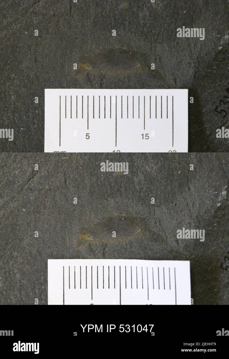 Pirania sp animalia hi-res stock photography and images - Alamy