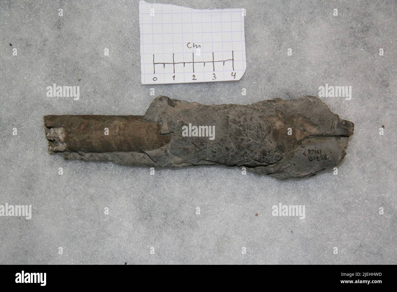 Vaginoceras piscator animalia hi-res stock photography and images - Alamy