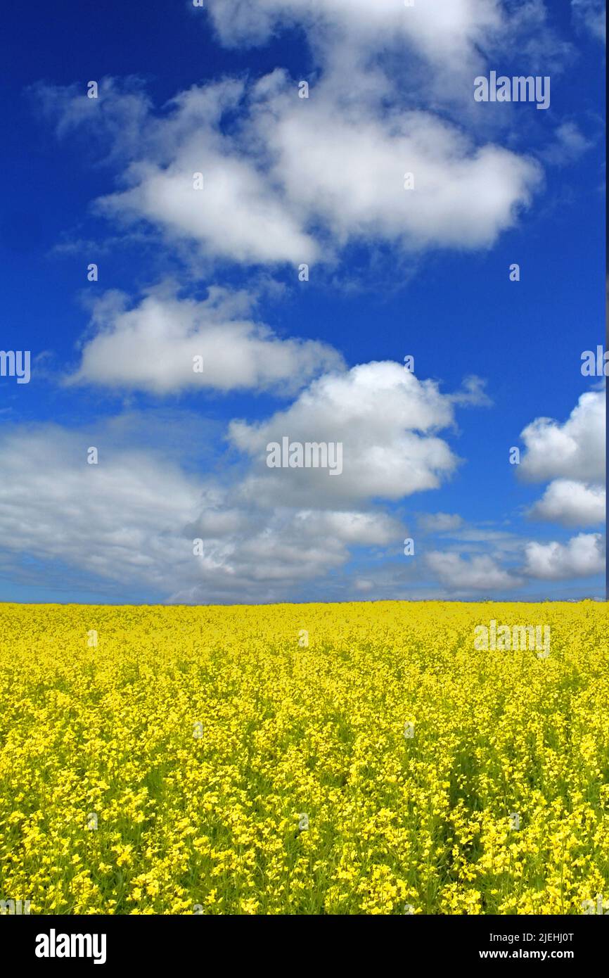 Cumuluswolken über Rapsfeld Stock Photo - Alamy