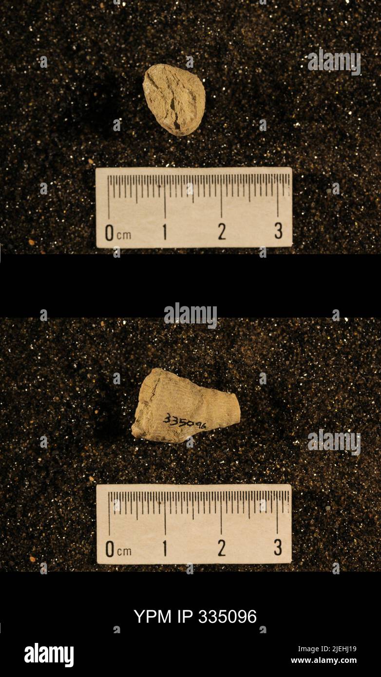 Lophophyllum profundum (Edwards & Haime Stock Photo - Alamy