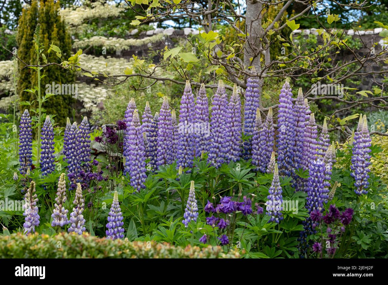 Cluster of stunning purple lupin flowers, photographed in the Dunvegan ...