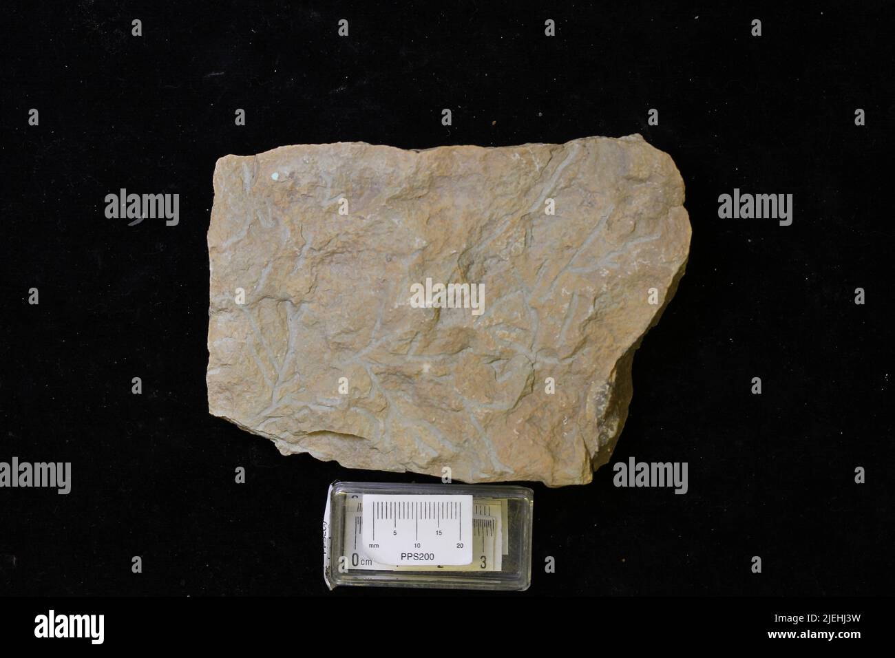 Chondrites hi-res stock photography and images - Alamy