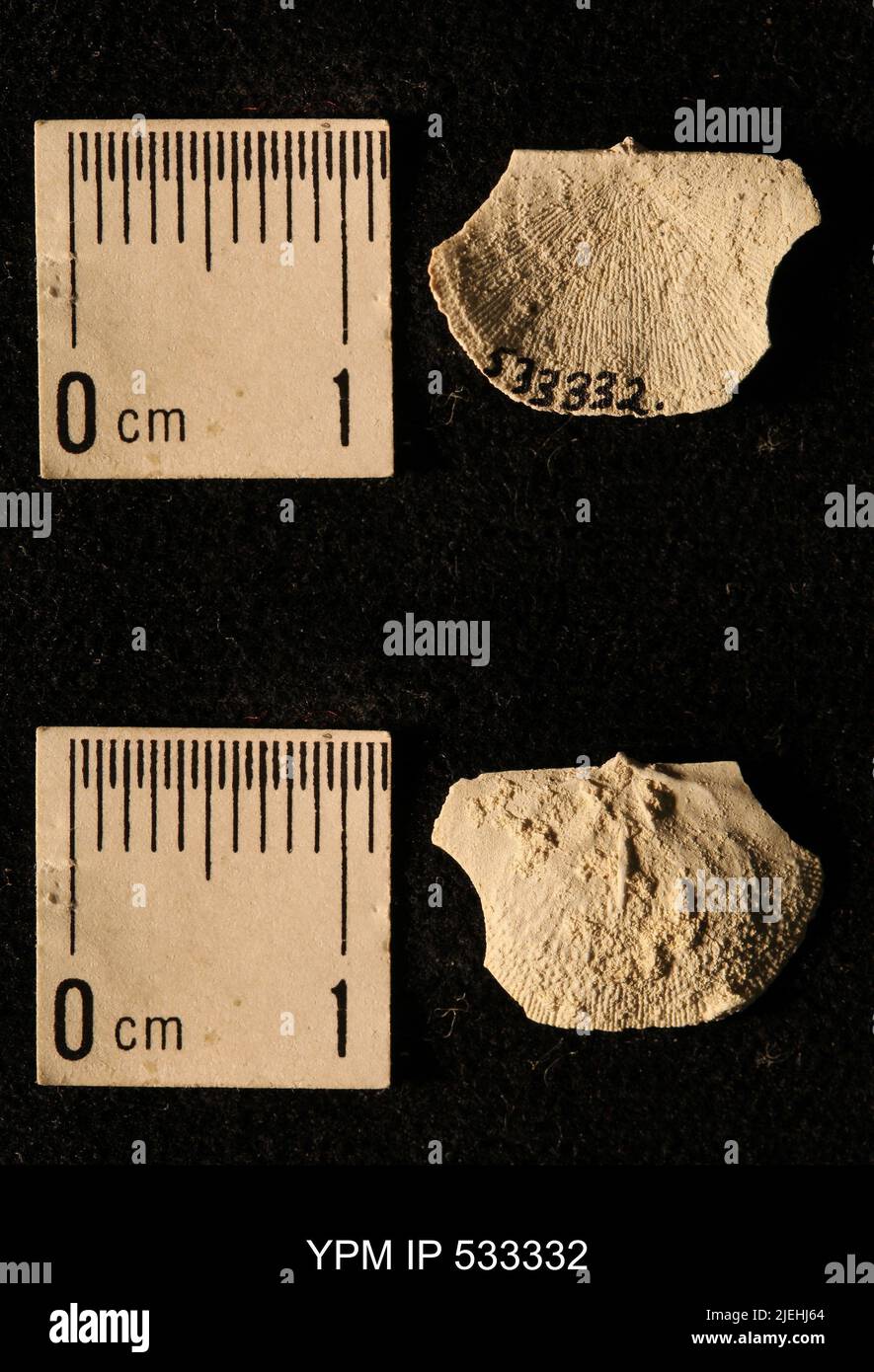 Chonetes illinoisensis Worthen, 1860 Stock Photo - Alamy