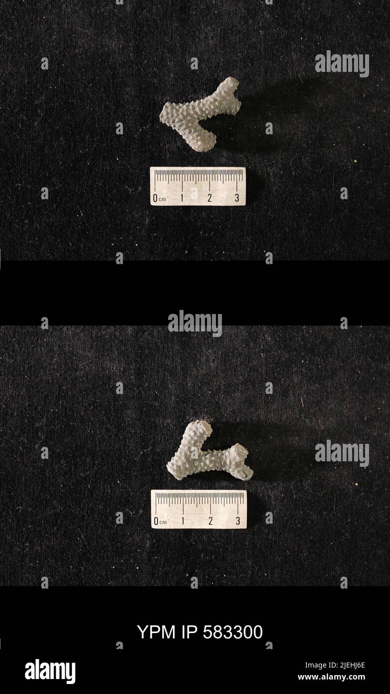 Hallopora ramosa (d'Orbigny, 1850 Stock Photo - Alamy