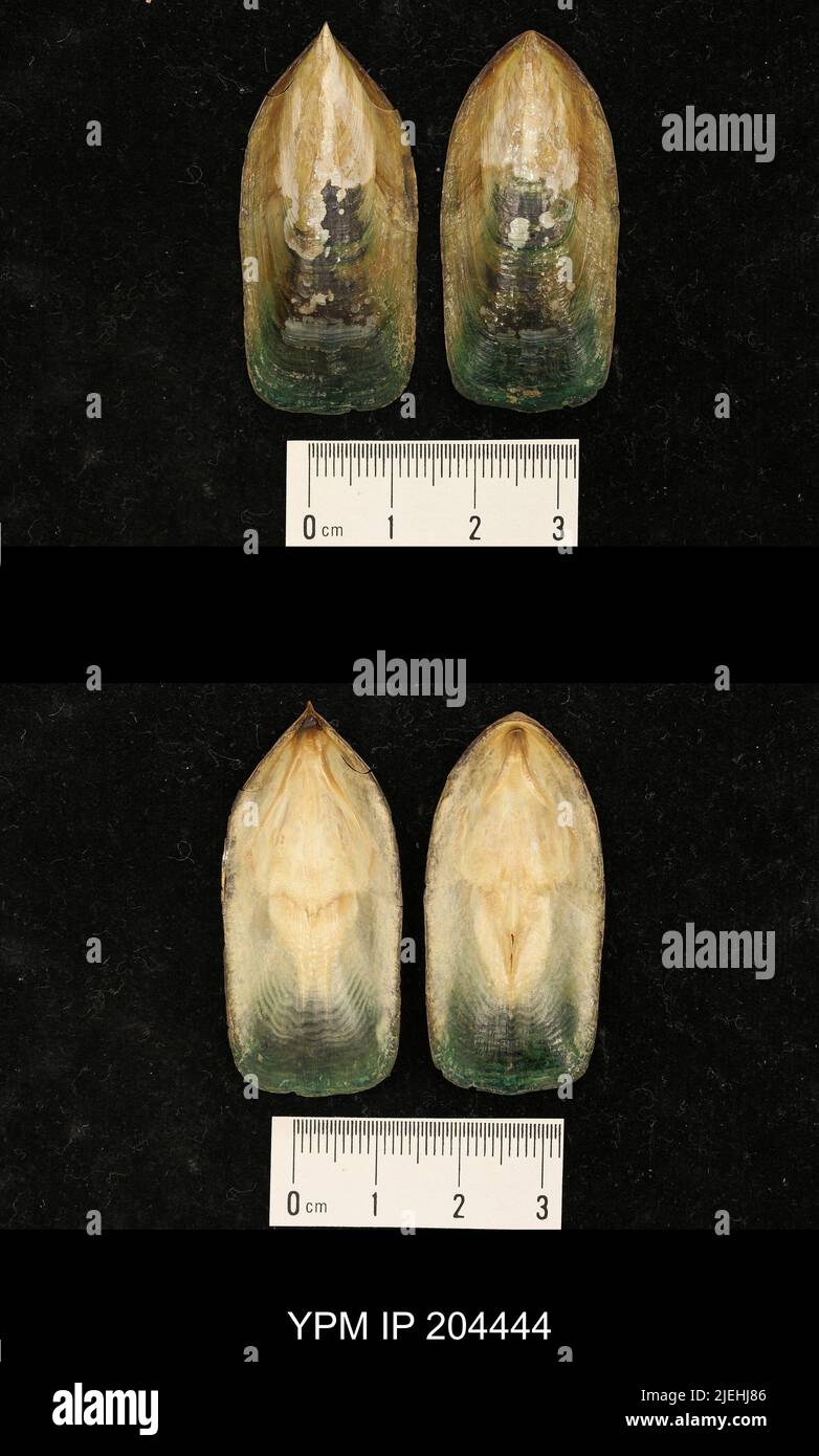 Lingula murphiana king animalia hi-res stock photography and images - Alamy