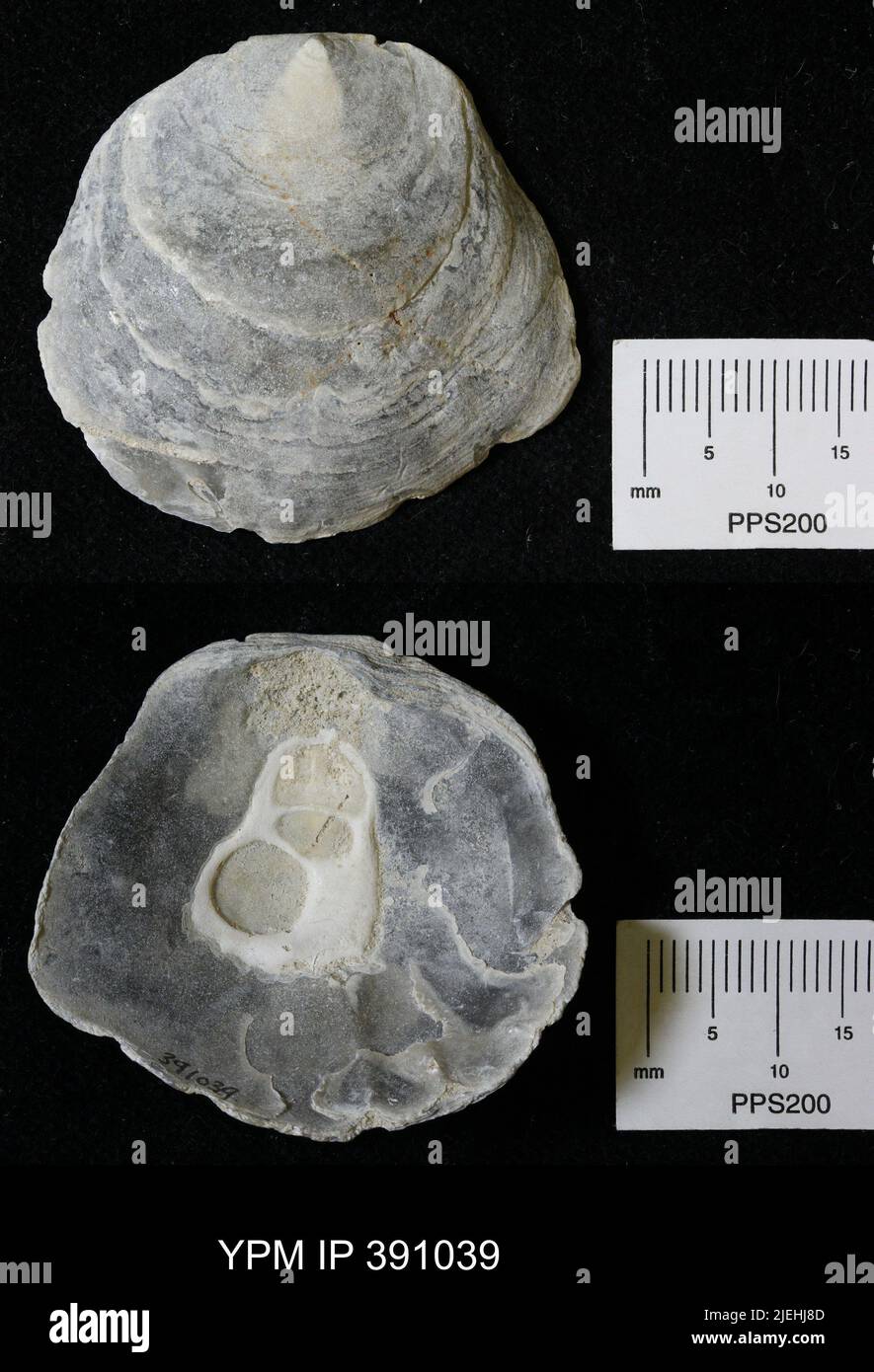 Anomia simplex dorbigny hi-res stock photography and images - Alamy