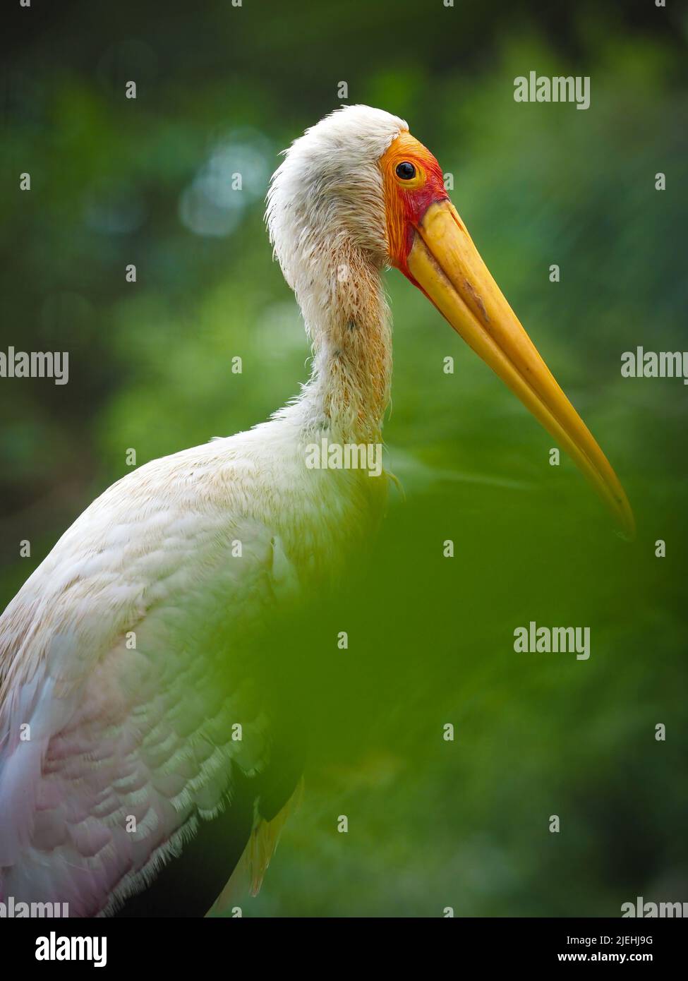 African bird - ibis nesyt, mycteria ibis portrait on the green ...