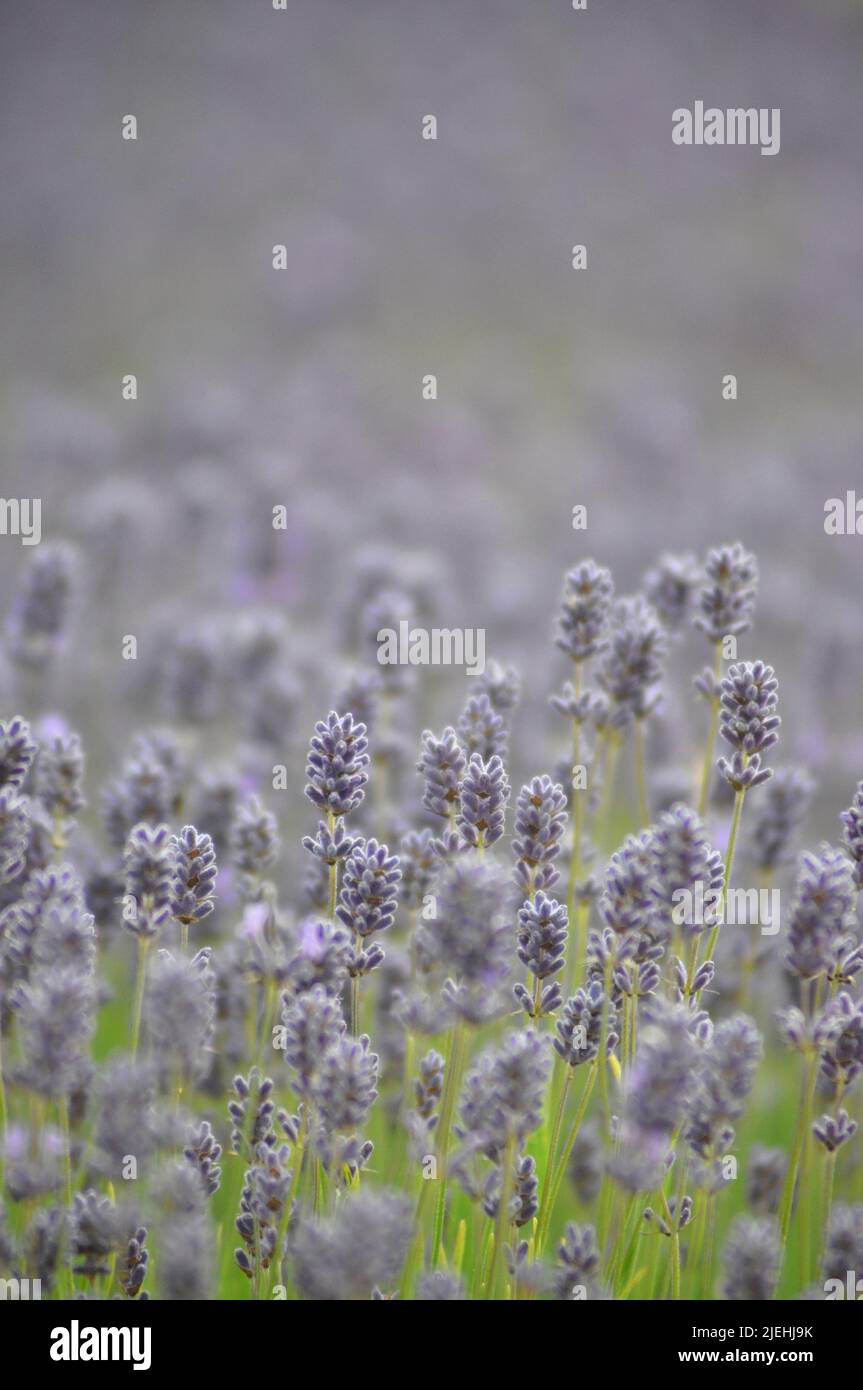 Field of lavendula hi-res stock photography and images - Alamy