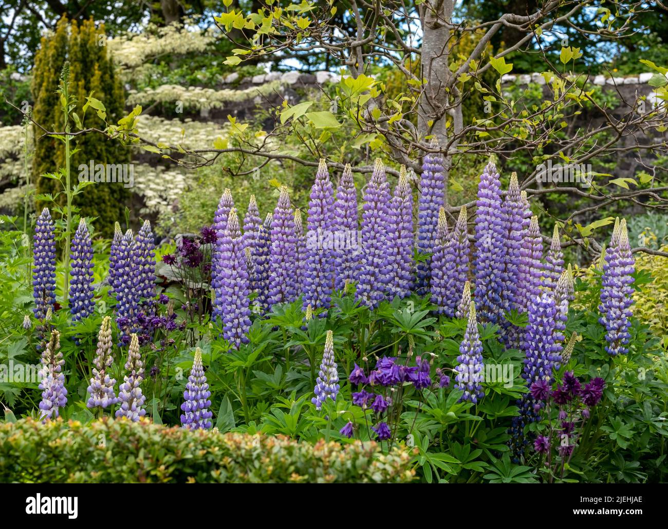 Cluster of stunning purple lupin flowers, photographed in the Dunvegan ...
