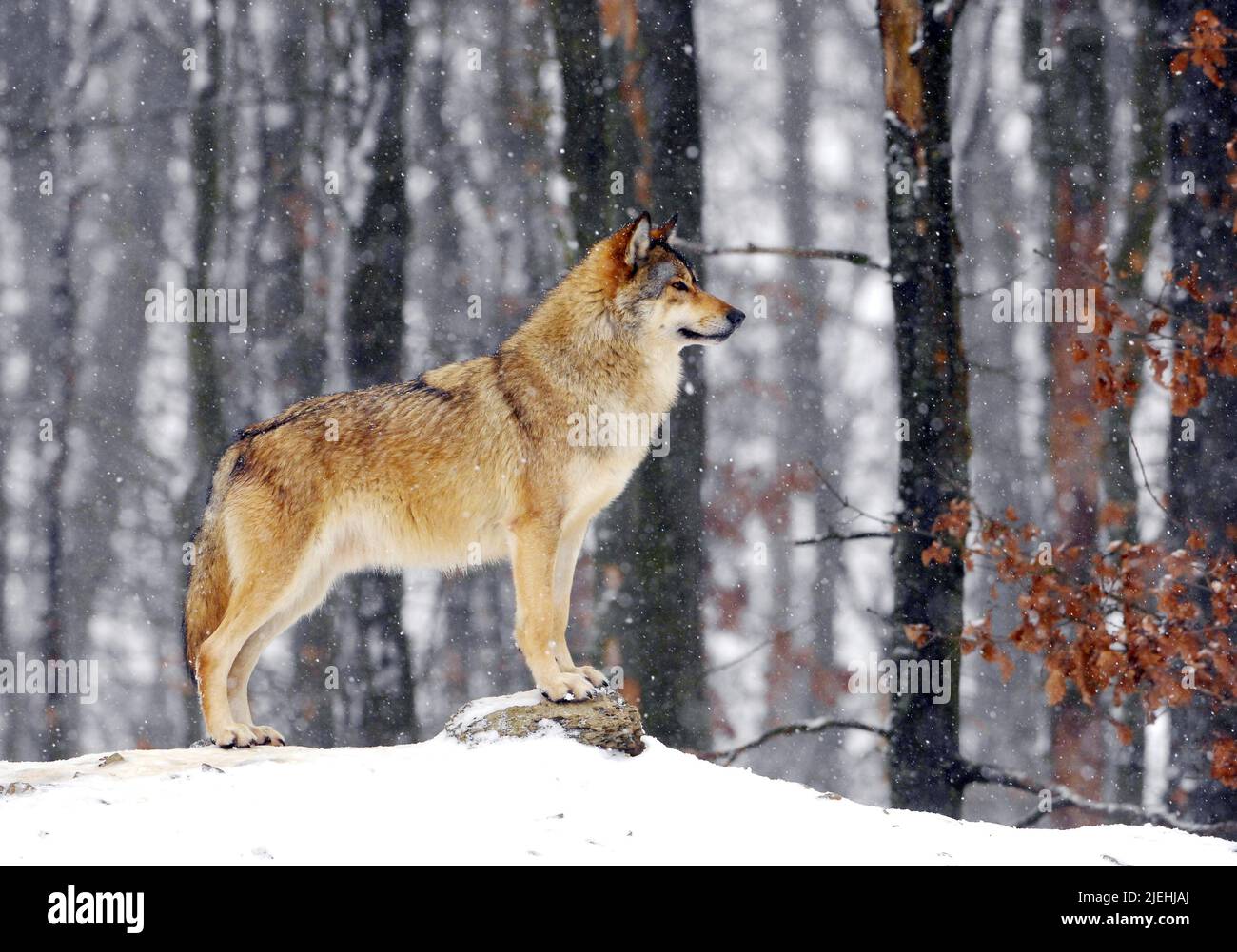 Wolf im Winter, (Canis lupus) Bayern, Bayerischer Wald, Deutschland ...