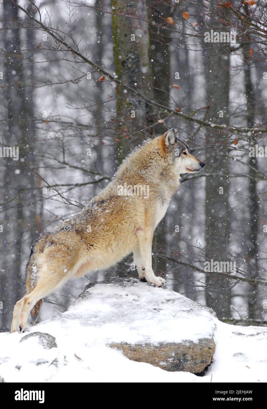 Wolf im Winter, (Canis lupus) Bayern, Bayerischer Wald, Deutschland ...