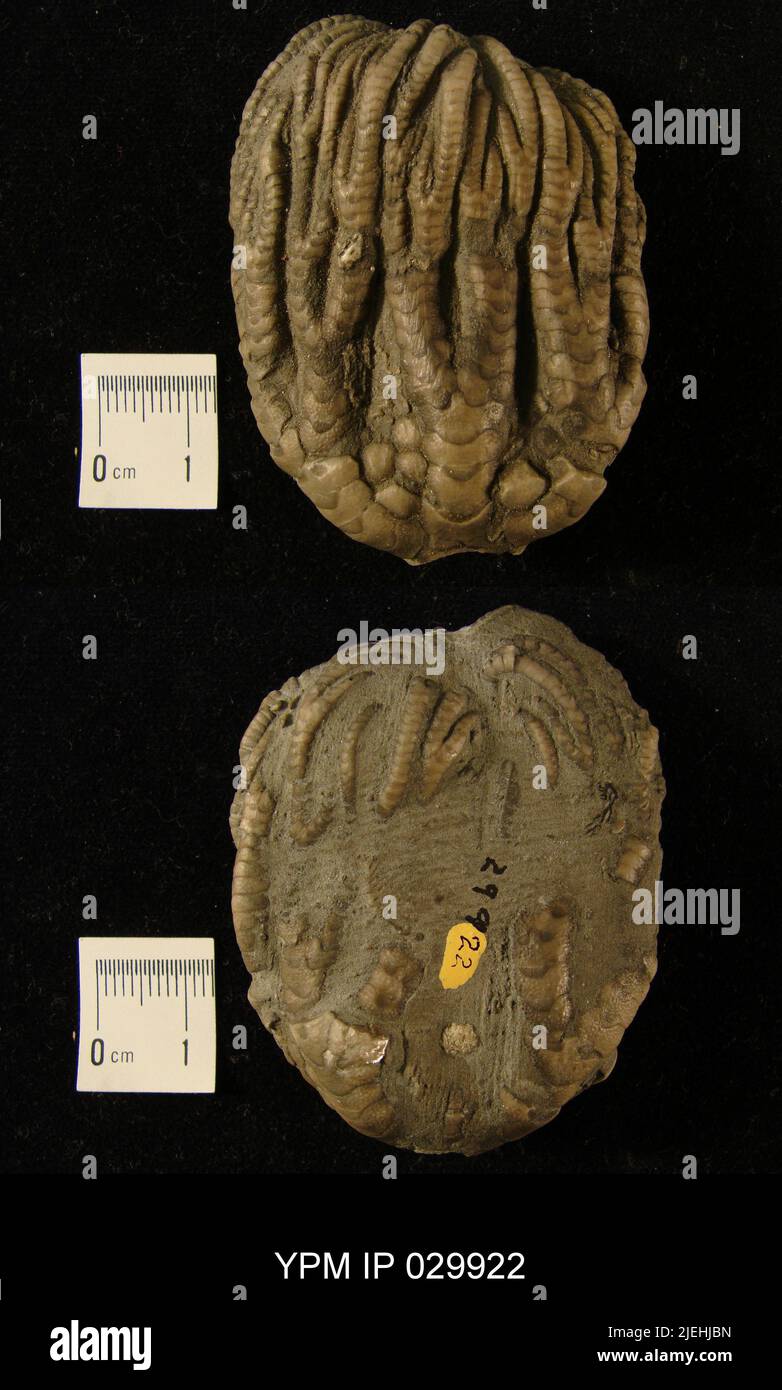 Taxocrinus hi-res stock photography and images - Alamy