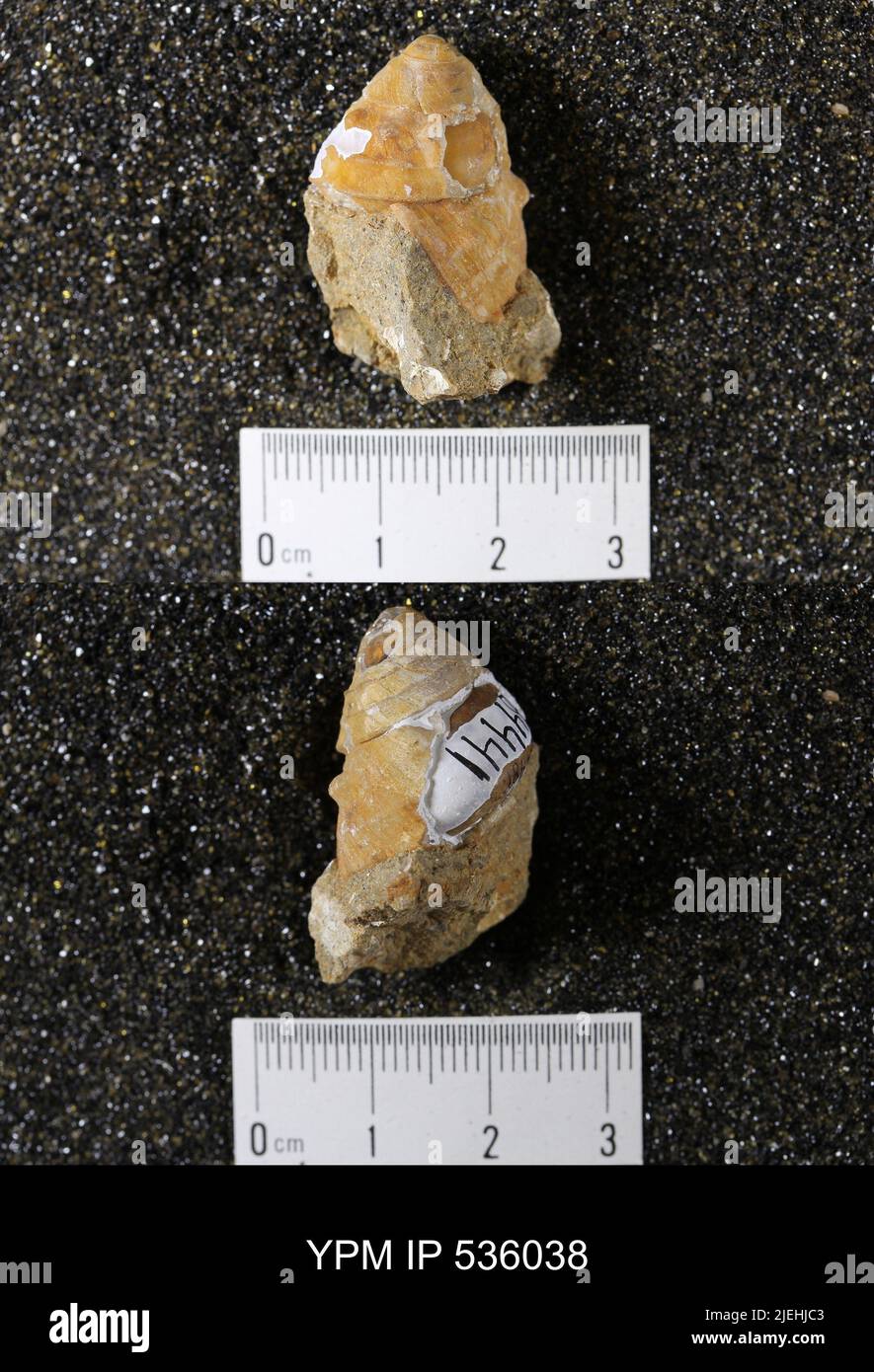 Tulotoma thompsoni white hi-res stock photography and images - Alamy