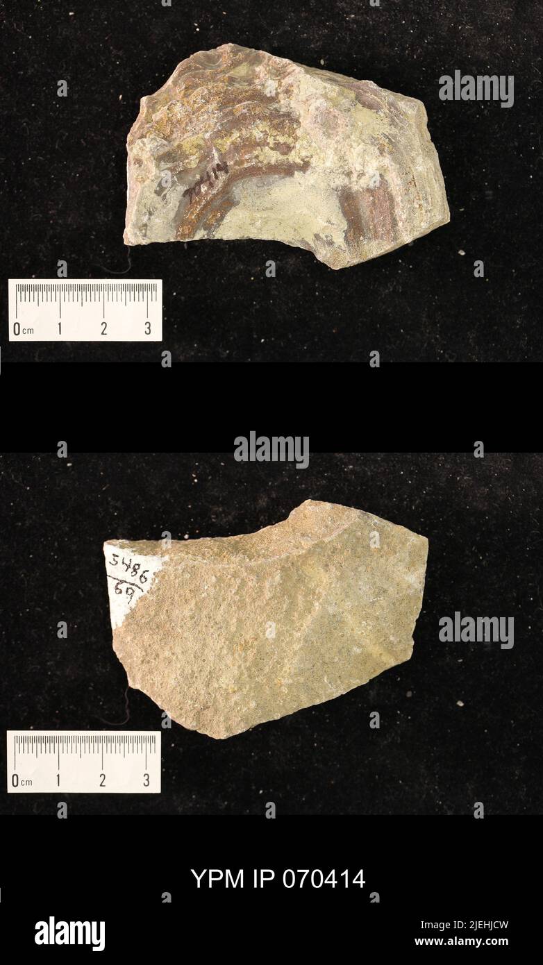 Heliolites nucella Foerste Stock Photo - Alamy