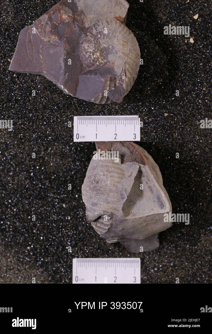 Shells characteristics hi-res stock photography and images - Alamy