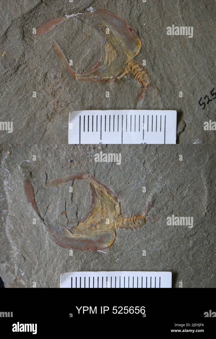 Cothurnocystis sp animalia hi-res stock photography and images - Alamy